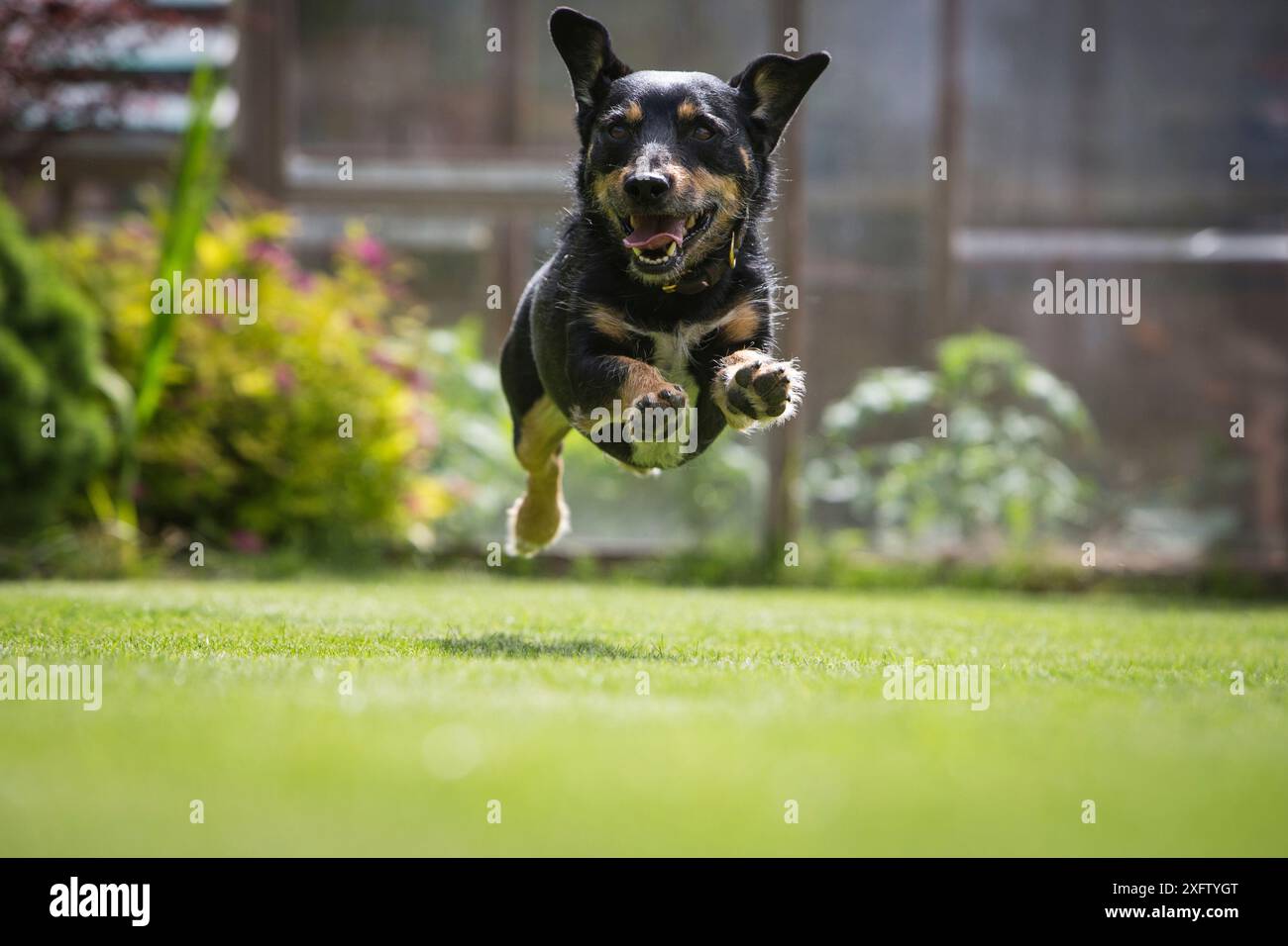 Terrier mix rescue dog, leaping in garden, Cotswolds, UK Stock Photo ...