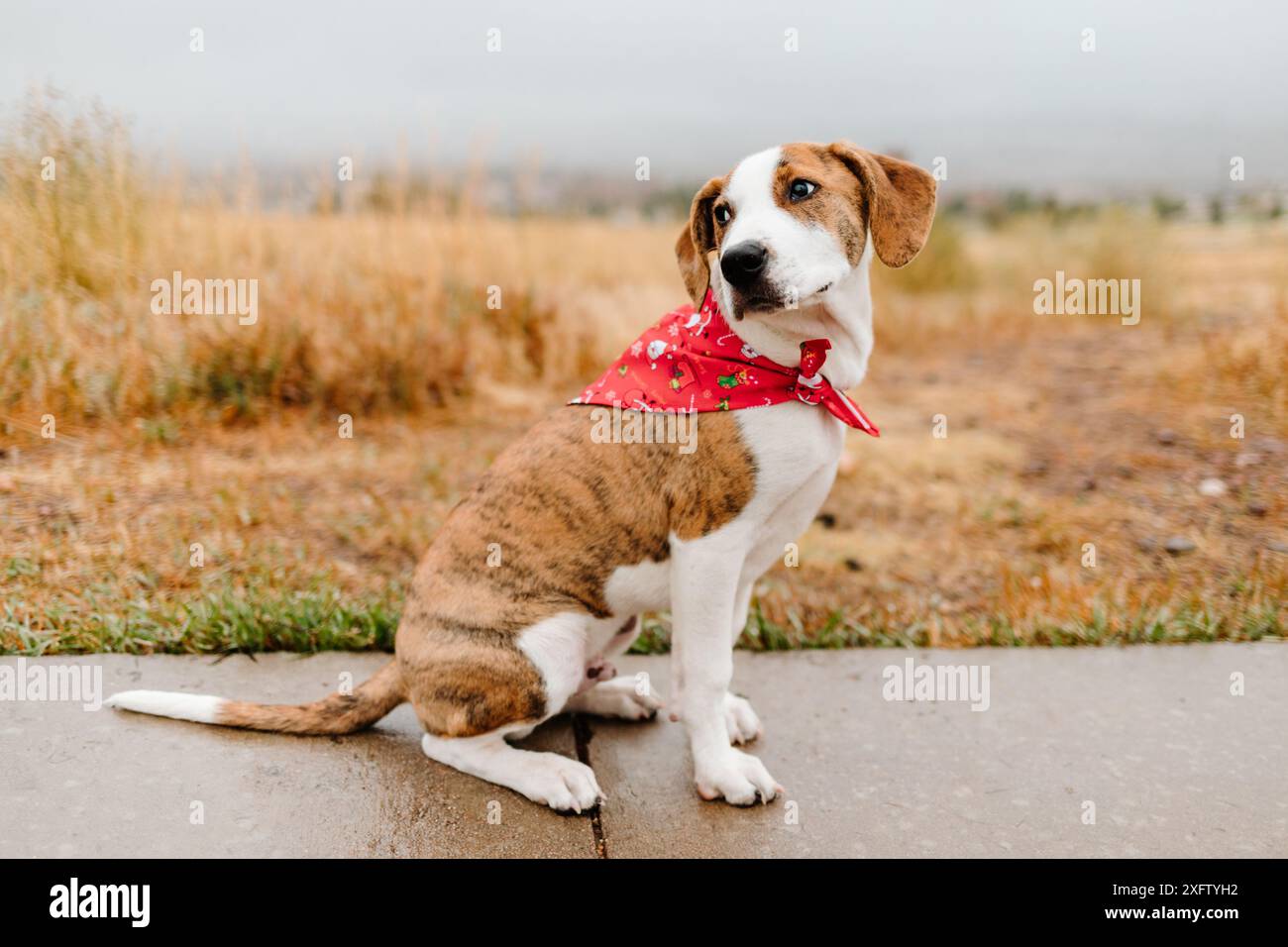 Young baby mixed breed mutt puppy wearing Christmas bandana Stock Photo ...