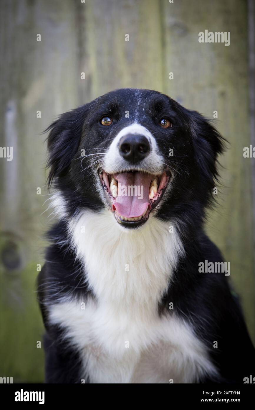 Working Border Collie head portrait, Derbyshire, UK Stock Photo - Alamy