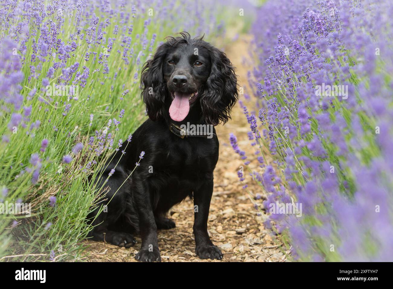 Black working cocker spaniel portrait sitting in lavender field ...