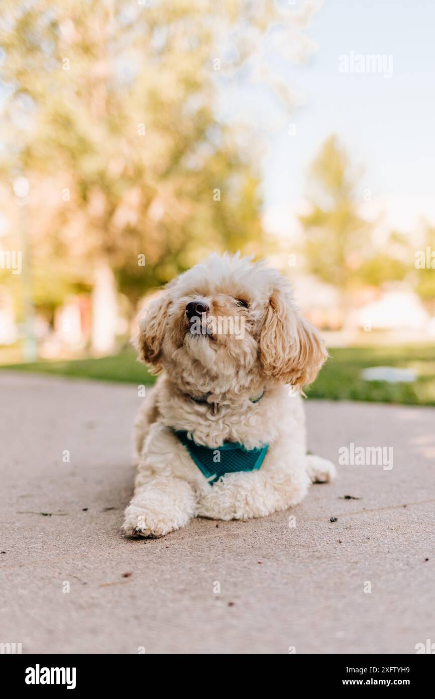 small poodle mix doodle dog laying on the sidewalk in colorado park ...