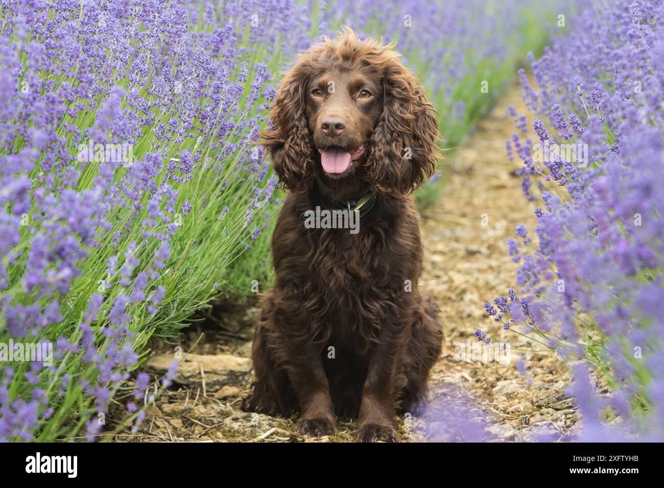 Chocolate working cocker spaniel portrait sitting in lavender fields ...