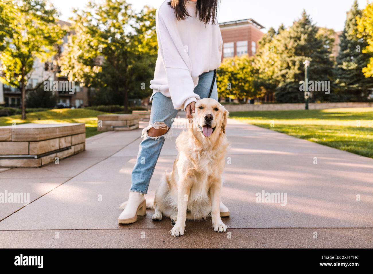 Golden retriever legs hi-res stock photography and images - Alamy