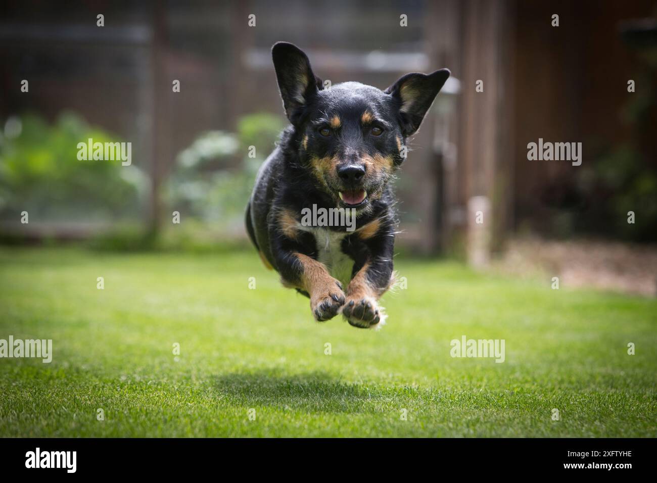 Terrier mix rescue dog, leaping in garden, Cotswolds, UK Stock Photo ...