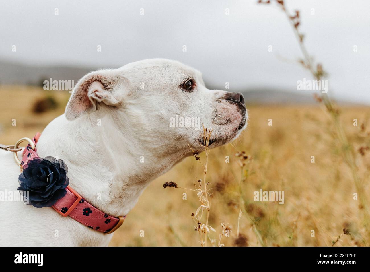 white rescue pit bull mixed breed mutt dog in park Stock Photo - Alamy