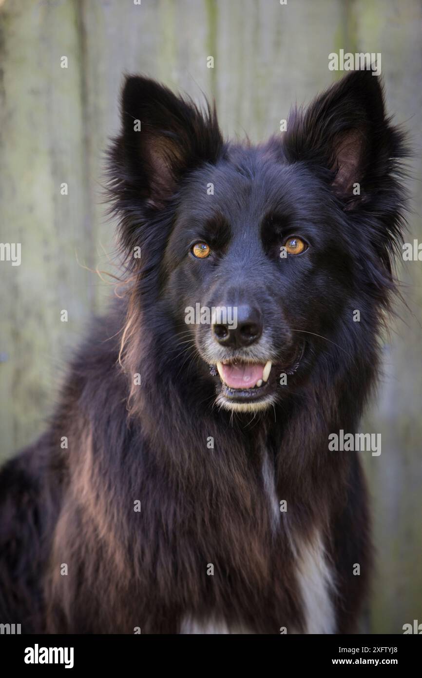 German Shepherd cross portrait, Derbyshire, UK Stock Photo - Alamy