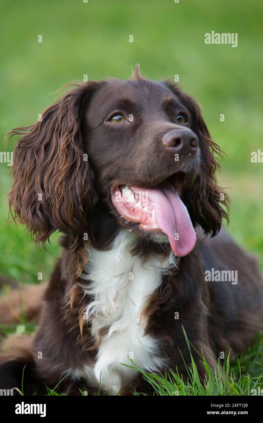 Chocolate working cocker spaniel male portrait, Hampshire, UK Stock ...