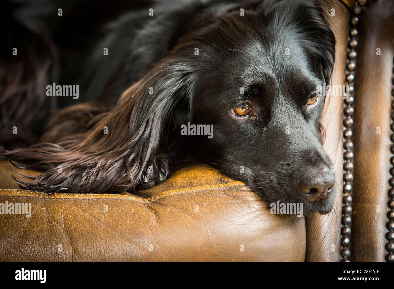 Black cocker spaniel resting on chair indoors, Wirral, UK Stock Photo ...