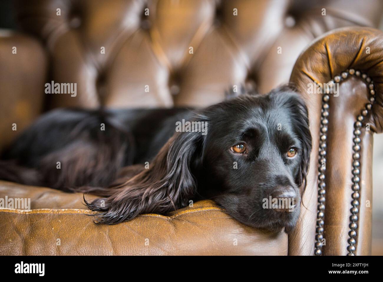 Black cocker spaniel resting on chair indoors, Wirral, UK Stock Photo ...