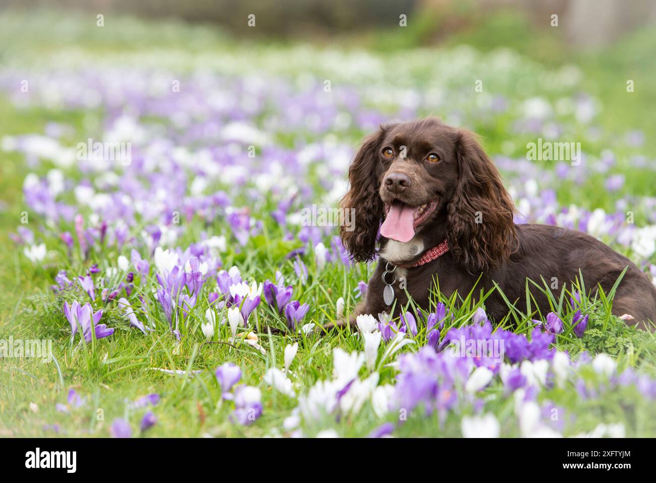 Chocolate working cocker spaniel resting among crocuses, Wiltshire, UK ...