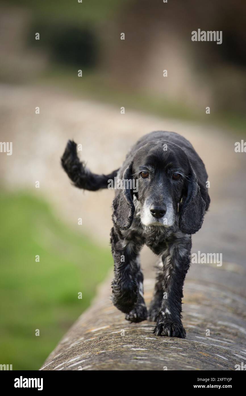 Elderly show cocker spaniel walking along wall, Cotswolds ...