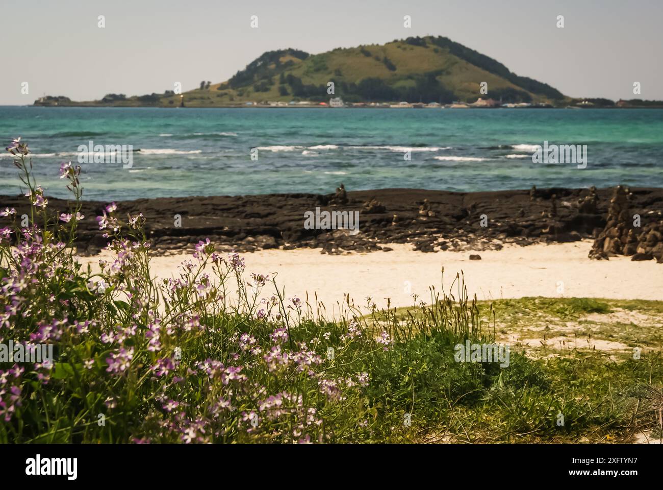 Jeju Island beach with clear blue water, flowers, and distant hills ...
