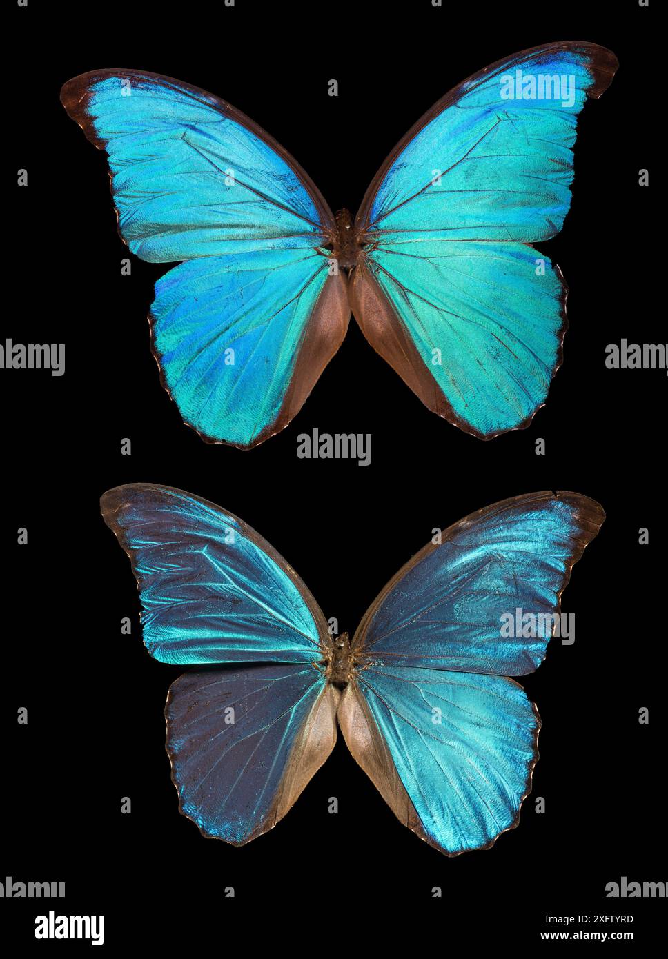 Blue Morpho butterfly (Morpho peleides showing iridescence with change ...