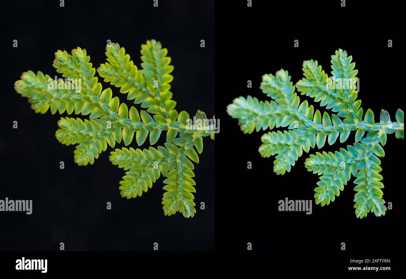 Blue Spikemoss (Selaginella uncinata) showing iridescence through ...