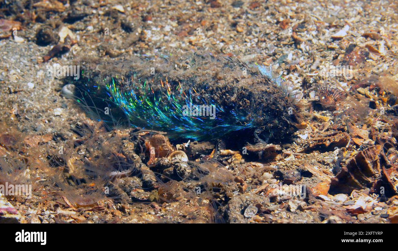 Milnesia hi-res stock photography and images - Alamy