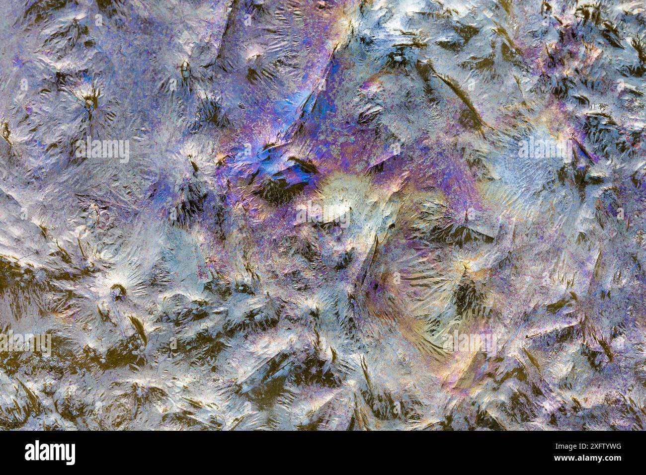 Iridescent bacteria on ice, Upper Lusatia Germany, December Stock Photo ...