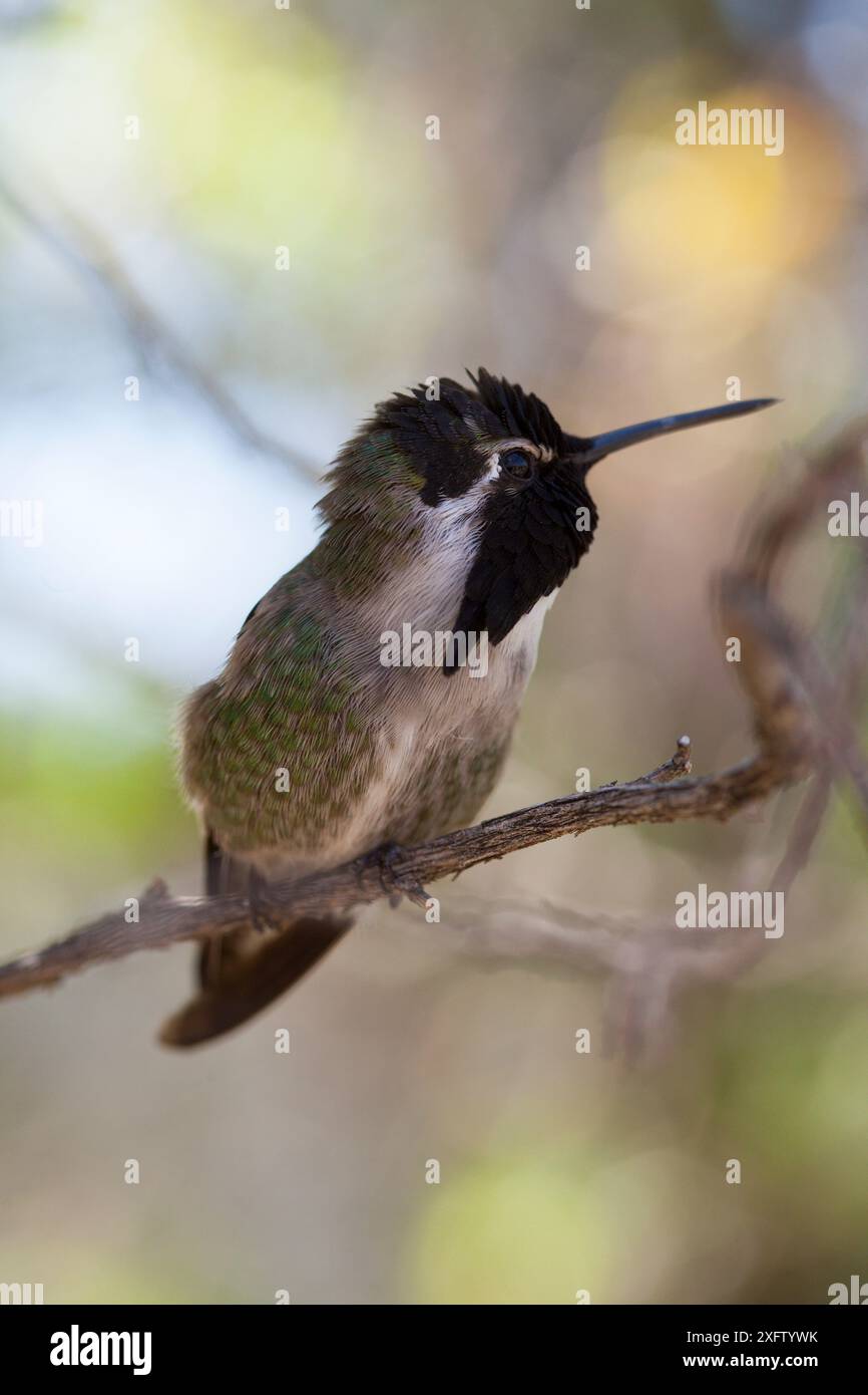 Costa's Hummingbird (Calypte costae) with light at angle where ...