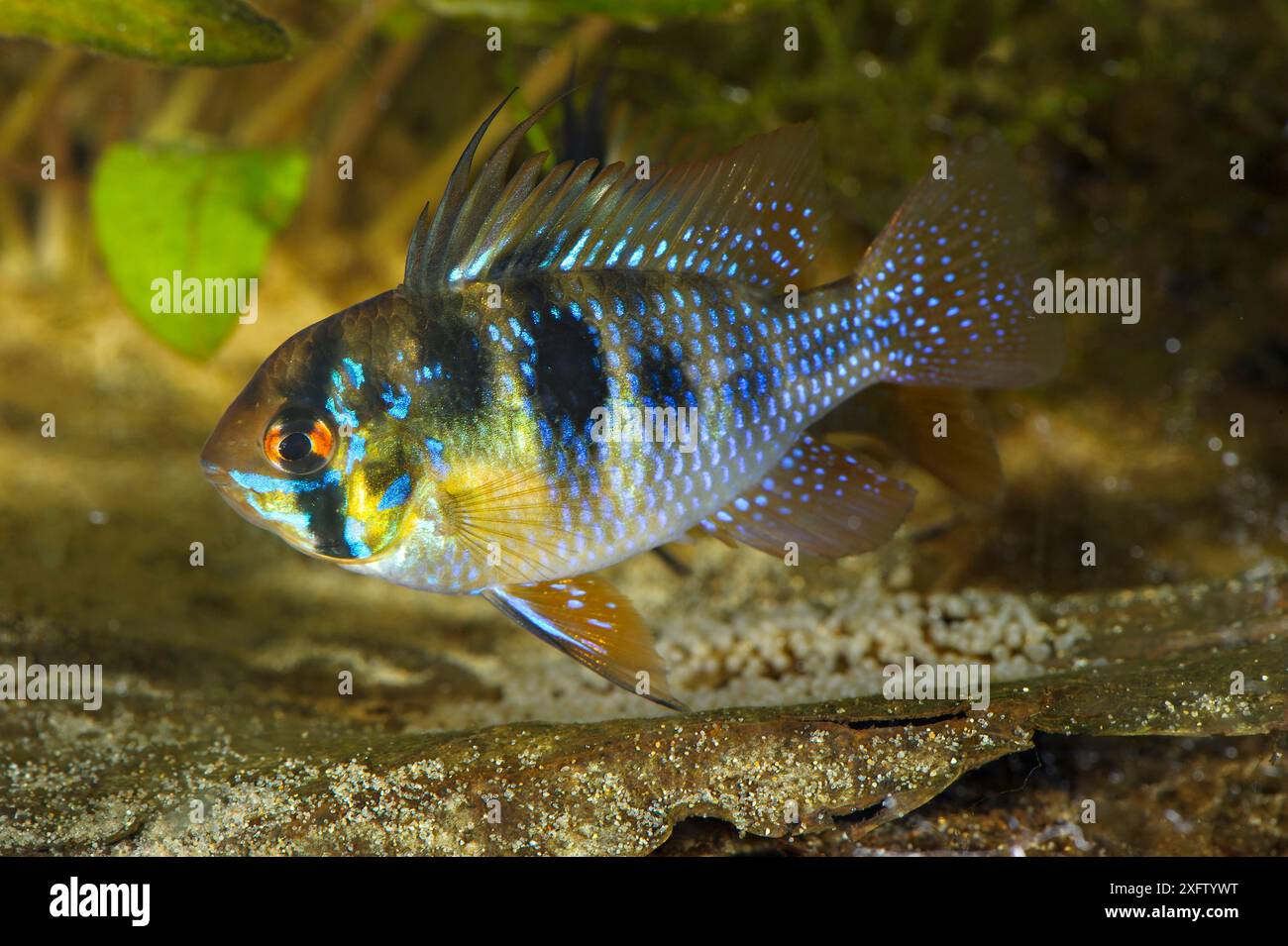 Ram cichlid (Mikrogeophagus ramirezi) male fish with iridescent scales ...