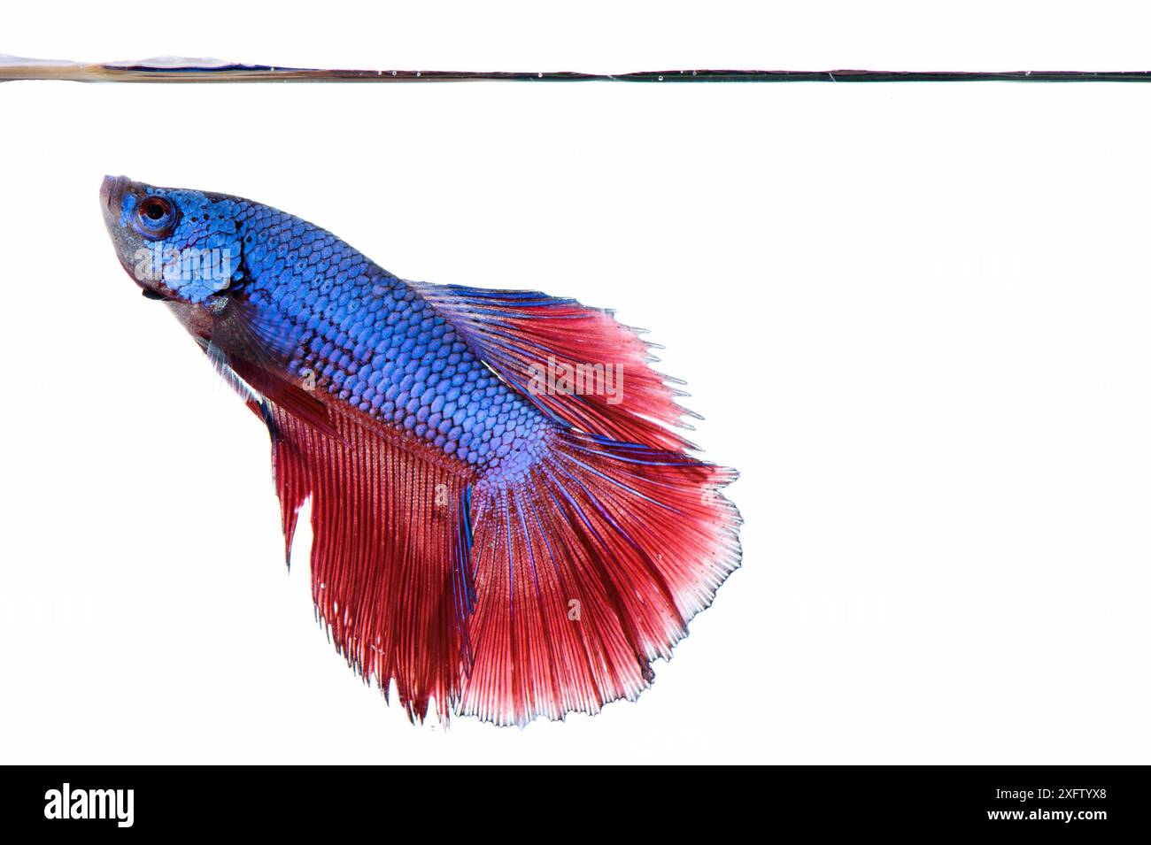 Betta fish (Betta splendens) captive, aquarium fish Stock Photo - Alamy