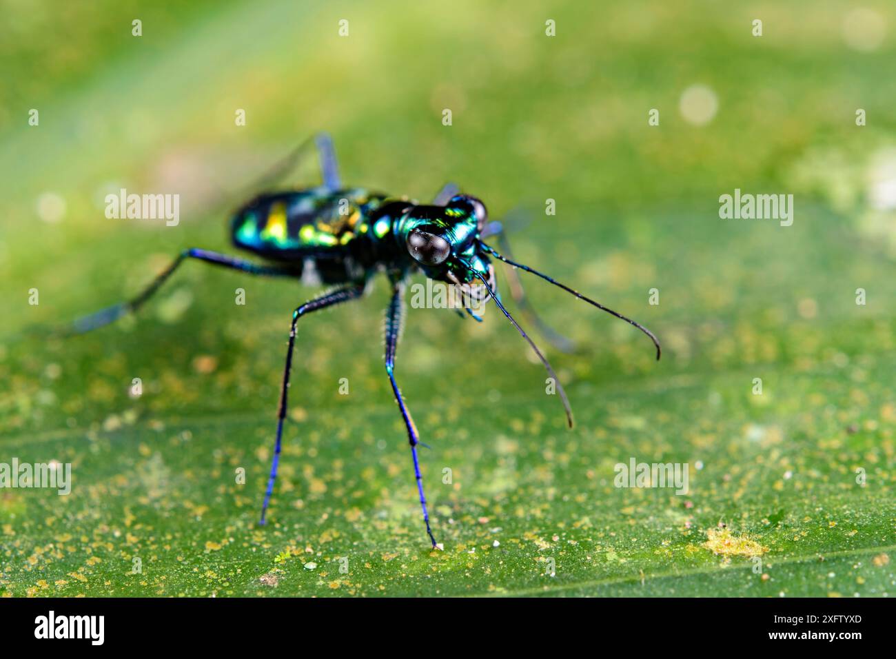 Undetermined tiger beetle (Cicindelidae sp.) on a leaf along the ...