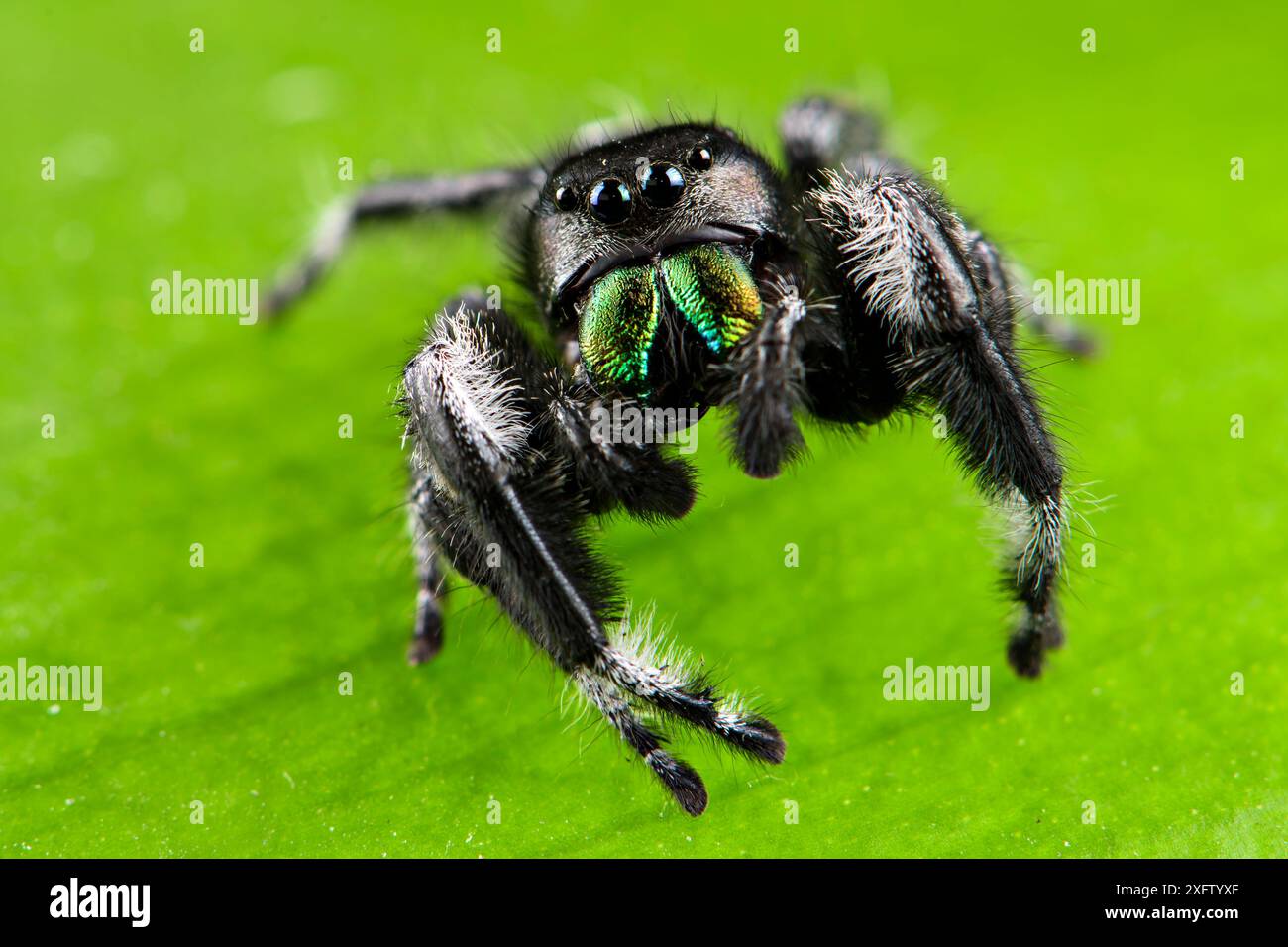 Animal animals fangs hi-res stock photography and images - Alamy
