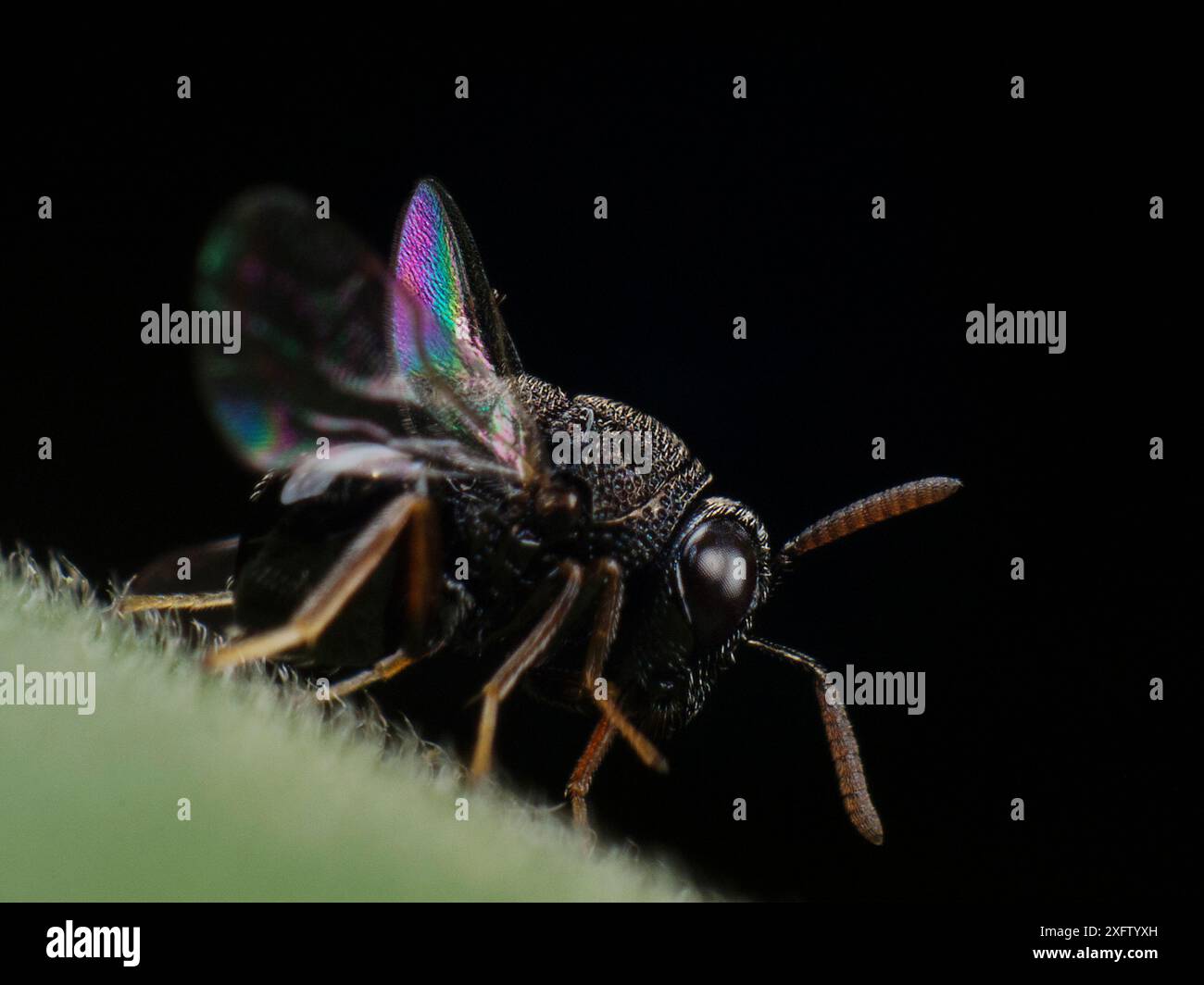 Parasitoid wasp (possibly Eucharitidae) with iridescent wings display ...