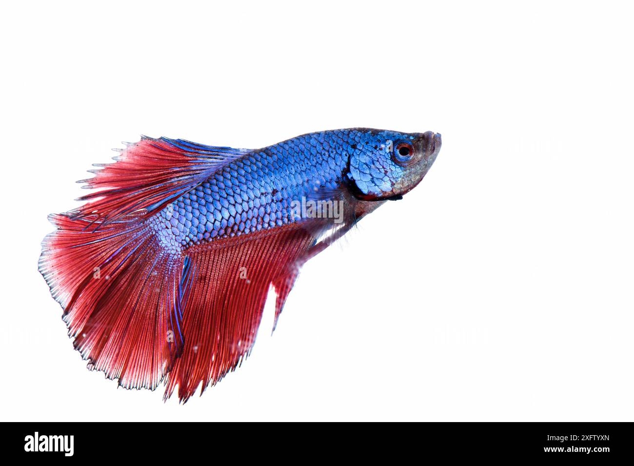 Betta fish (Betta splendens) captive, aquarium fish Stock Photo - Alamy