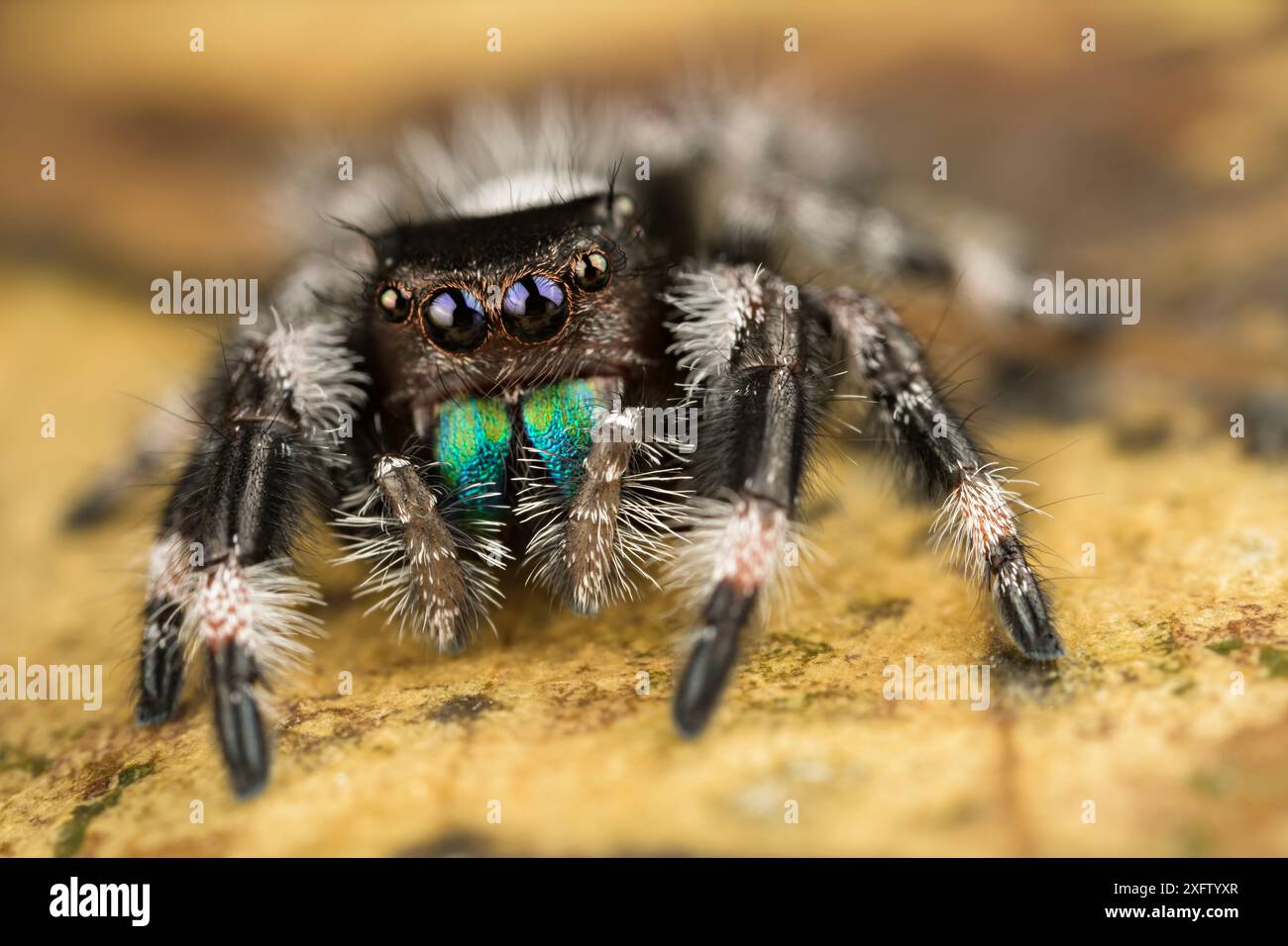 Animal animals fangs hi-res stock photography and images - Alamy