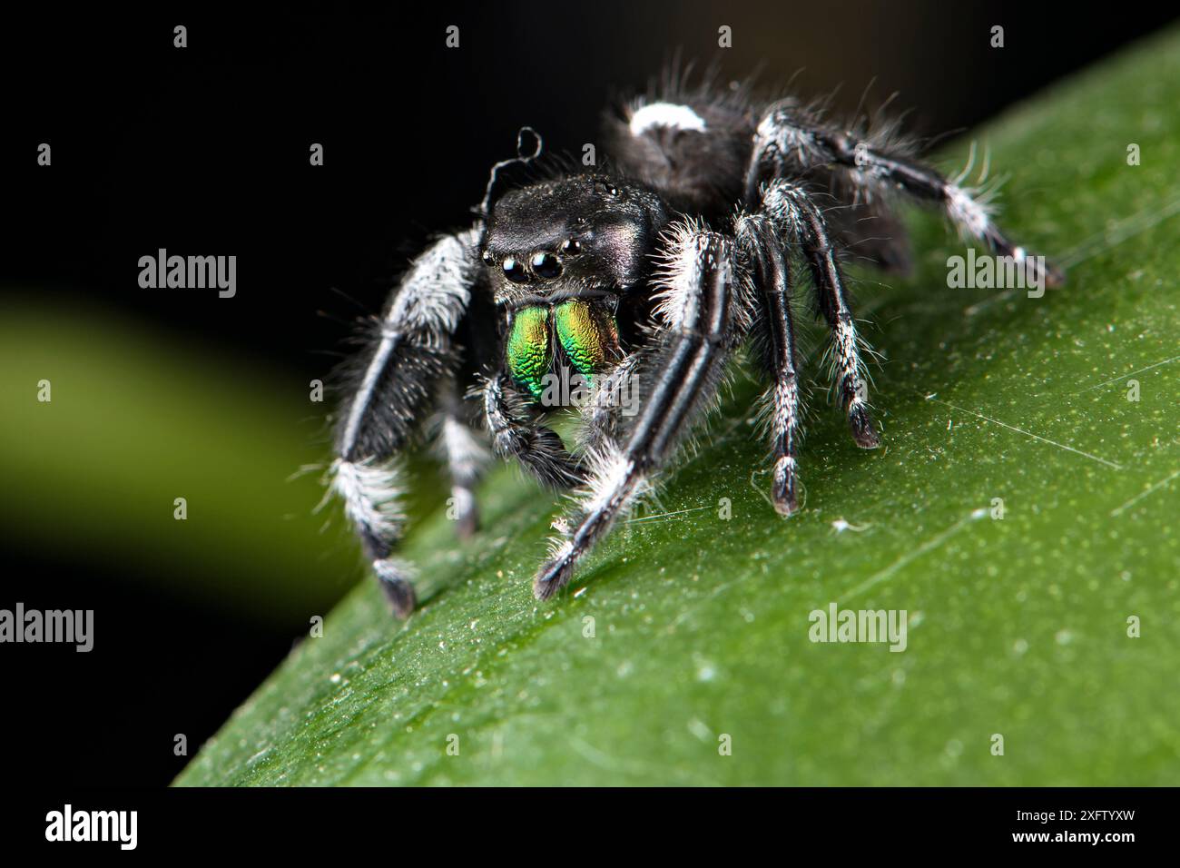 Regal jumping spider (Phidippus regius) captive male with iridescent ...