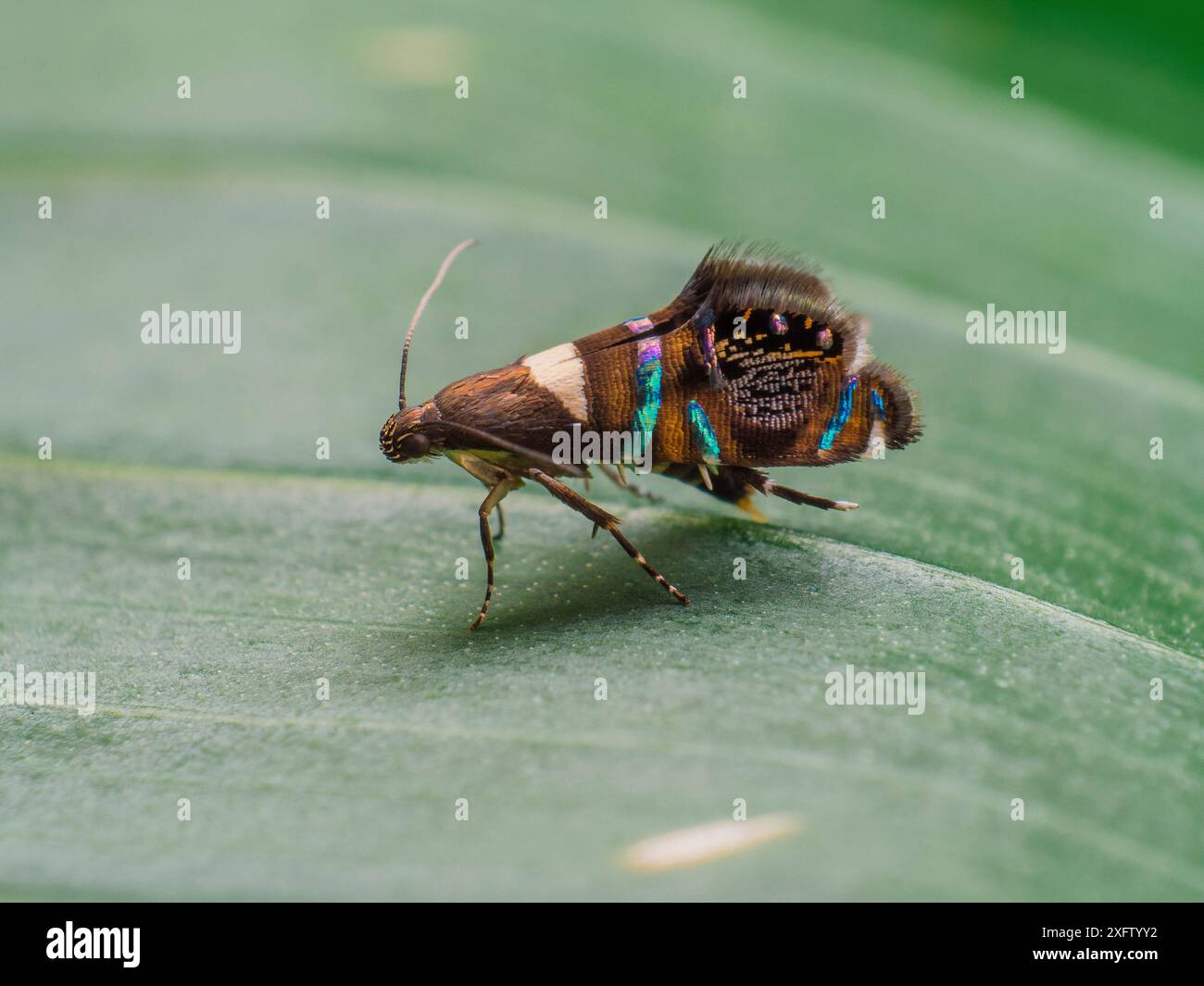 Iridescent moth with jumping spider mimicking patterns, in Tapirai, Sao ...