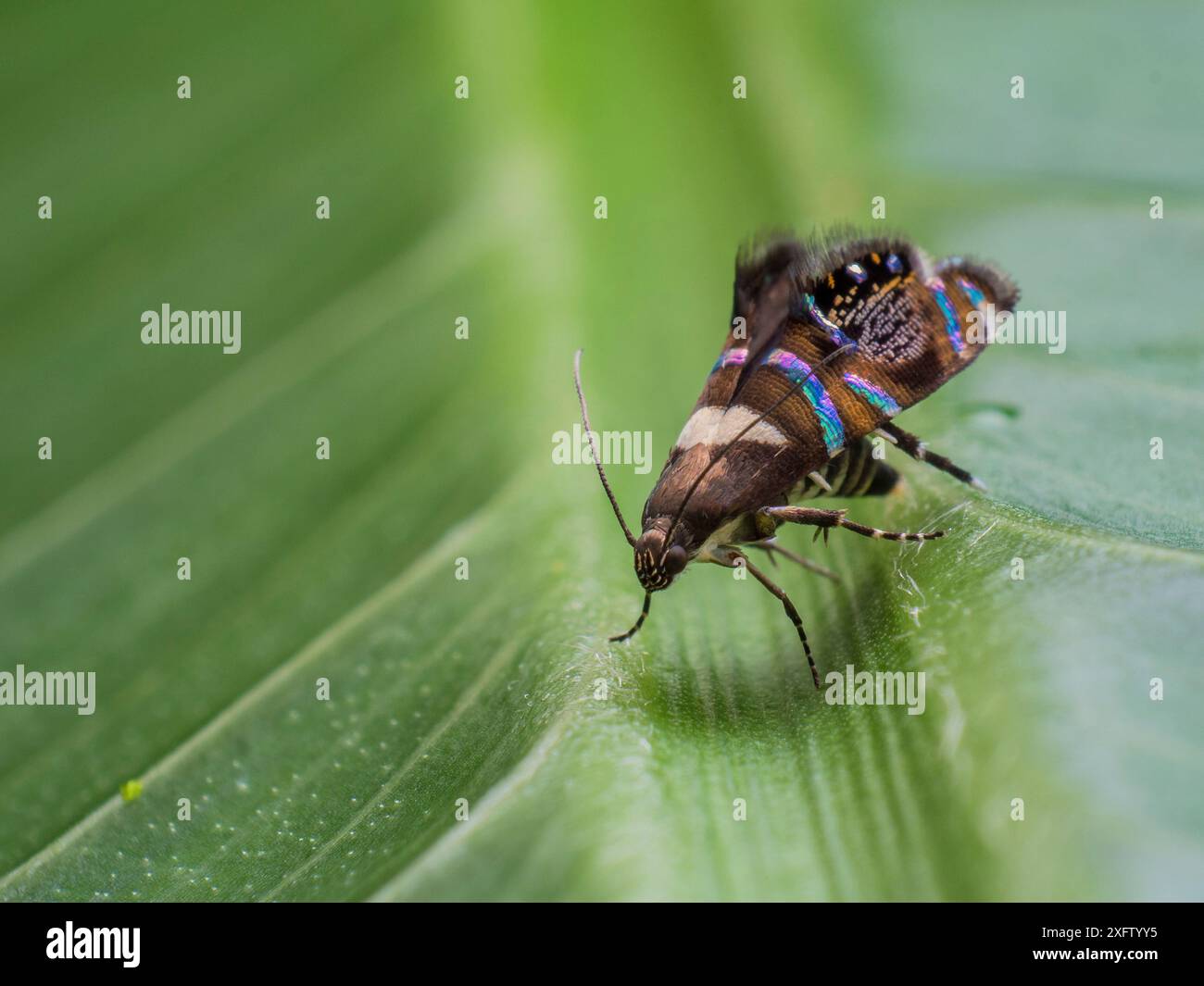 Iridescent moth with jumping spider mimicking patterns, in Tapirai, Sao ...
