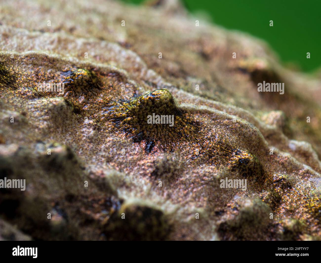 Bumpy skin close up hi-res stock photography and images - Alamy
