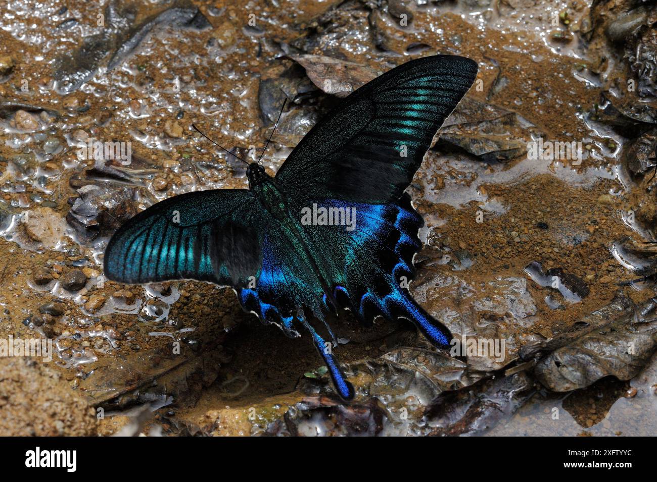 Alpine black swallowtail (Papilio maackii) Lazovskiy Reserve, Sikhote ...
