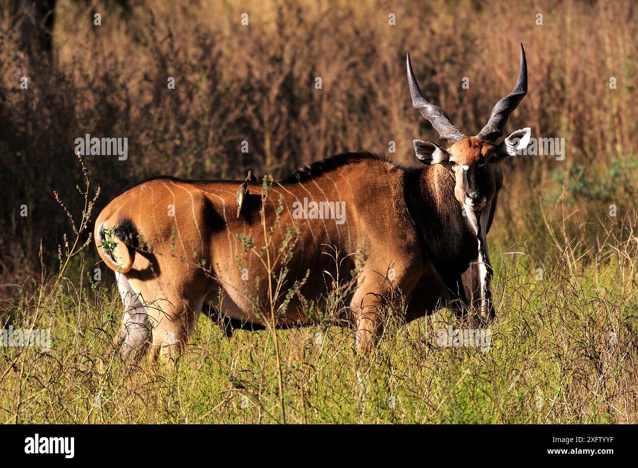 Derbianus hi-res stock photography and images - Alamy