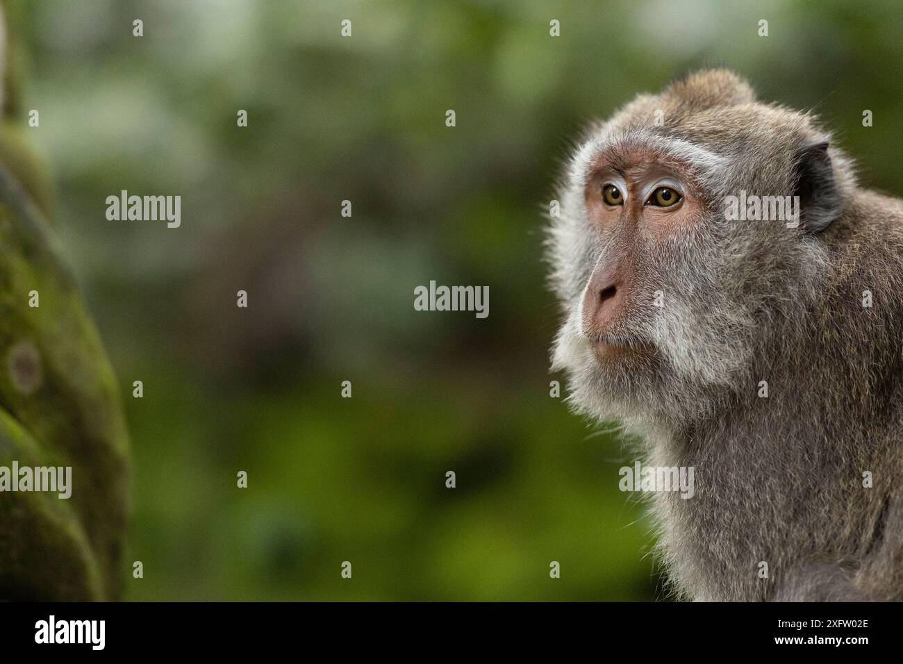 Female monkey sits watching in Ubud Monkey Forest Stock Photo - Alamy