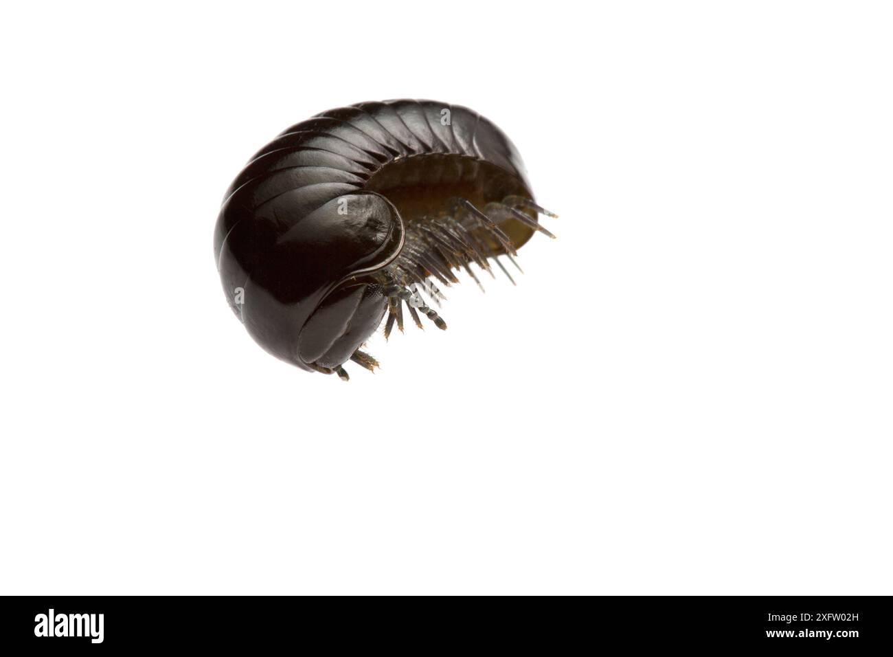 Meet the animal hi-res stock photography and images - Alamy