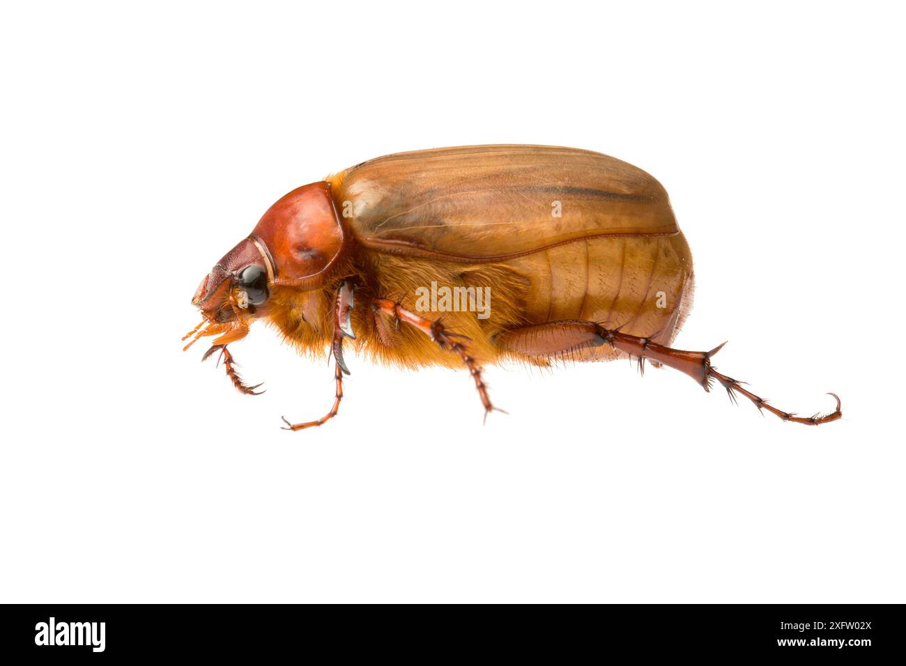 Golden brown scarab beetle (Colpochila sp) William Bay National Park ...