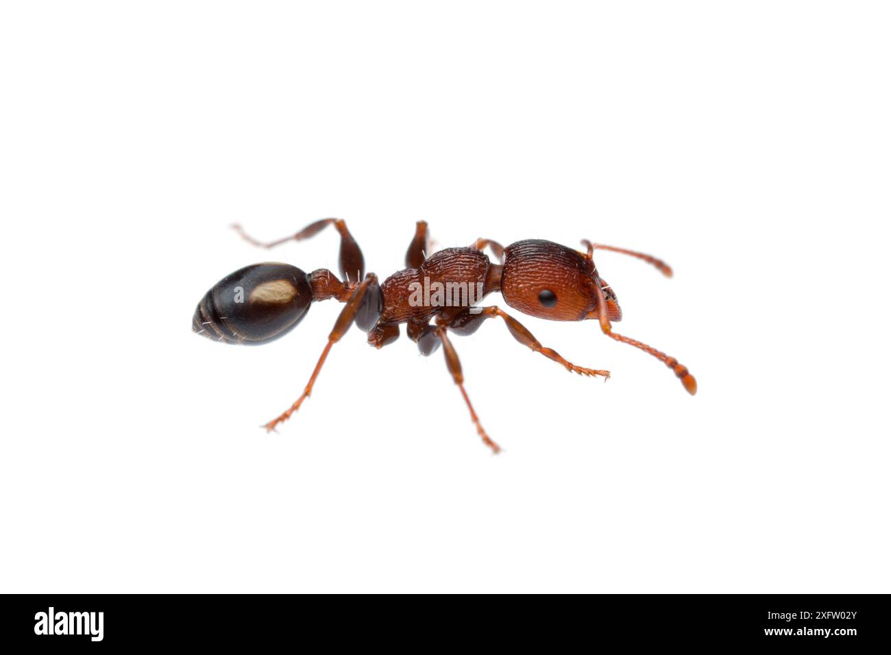 Ants point of view Cut Out Stock Images & Pictures - Alamy