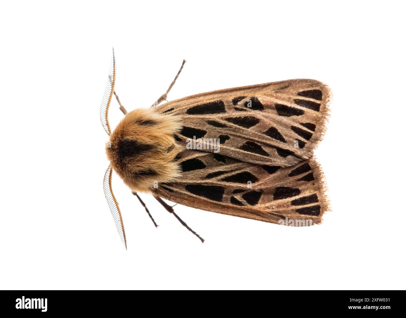 Furry tiger moth (Chelis sp) Dugana Khad, Tuv Province, Mongolia ...