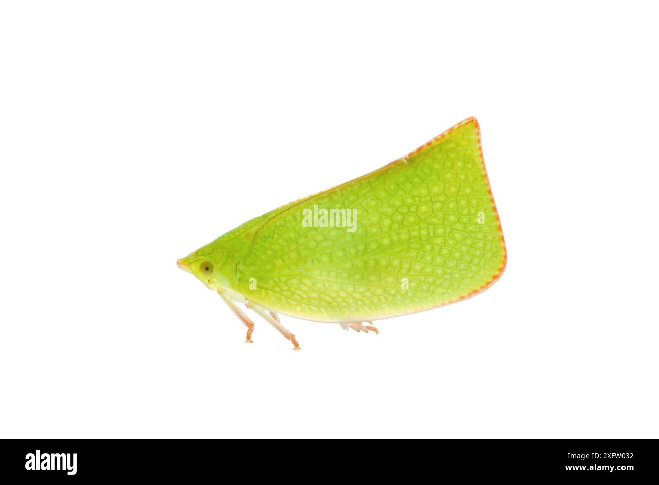 Planthopper (Siphanta sp) William Bay National Park, Western Australia ...