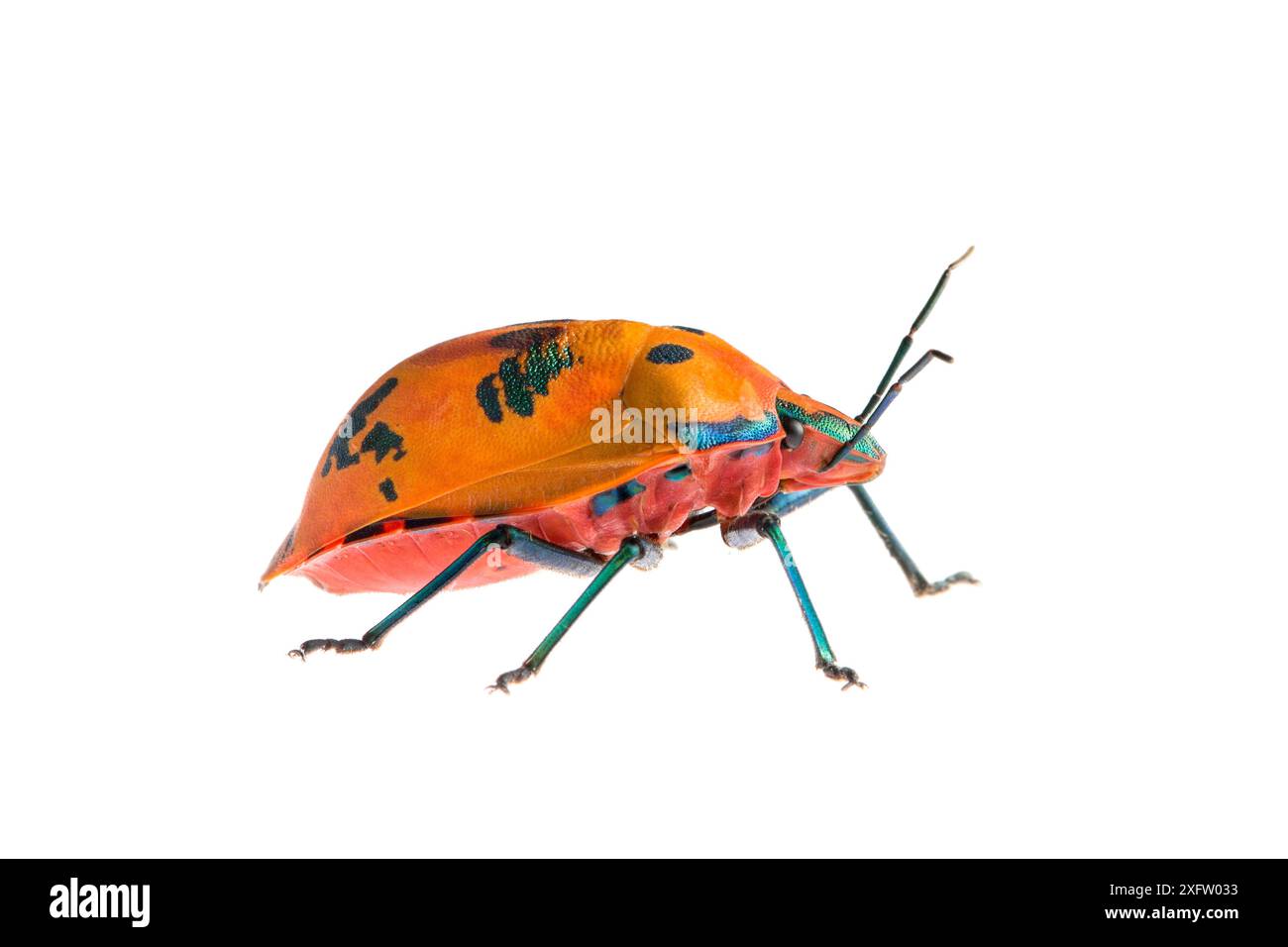 Cotton harlequin bug (Tectocoris diophthalmus) Queensland, Australia ...