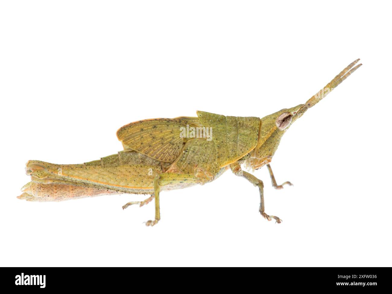 Large rainforest pyrgomorph grasshopper (Desmoptera truncatipennis ...