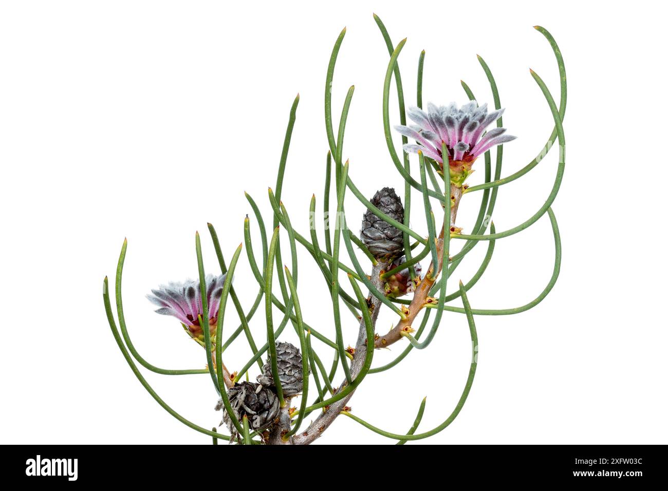 Cone bush (Petrophile teretifolia) flowers, William Bay National Park ...