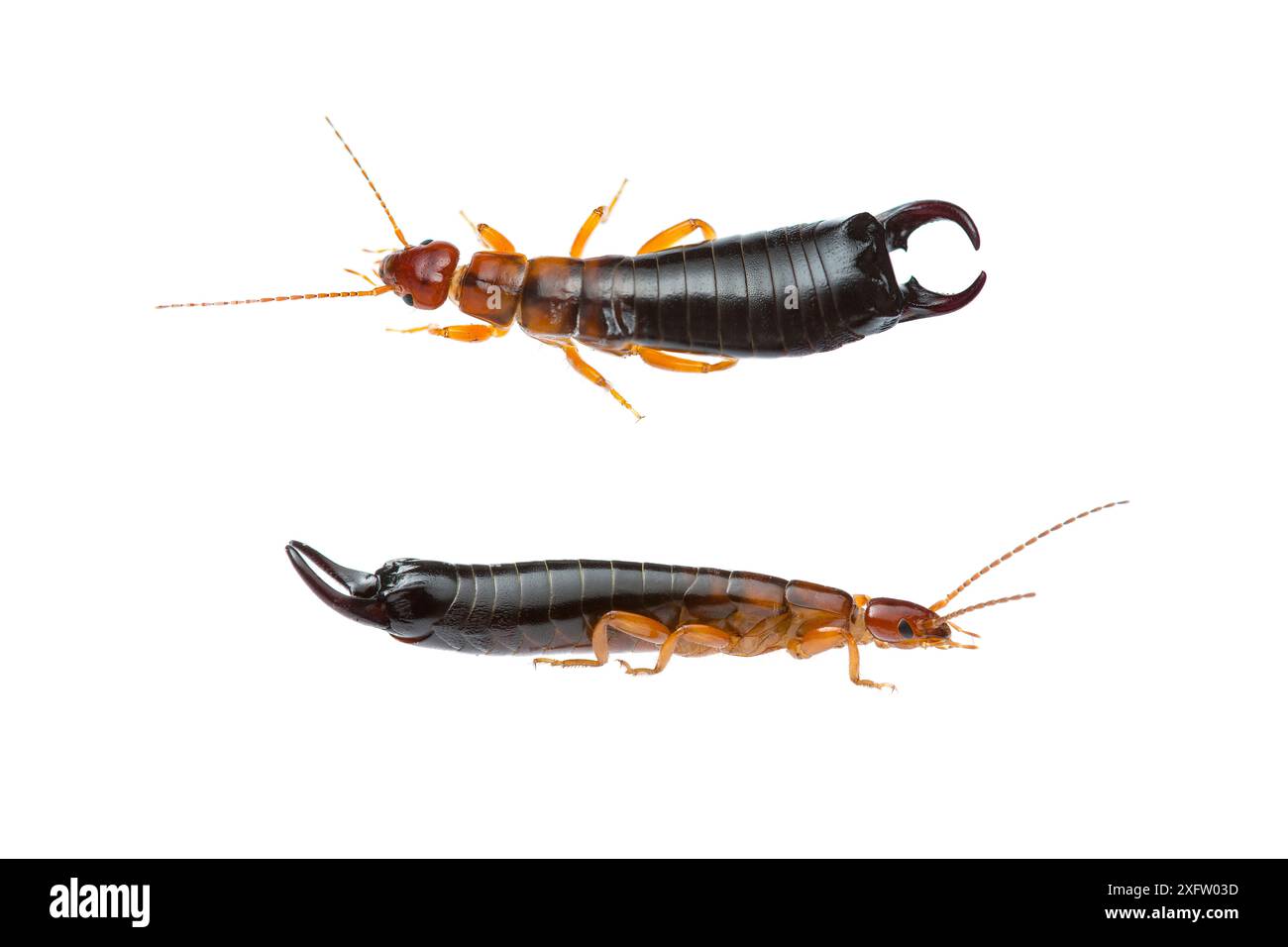 Composite animals and insects Cut Out Stock Images & Pictures - Alamy
