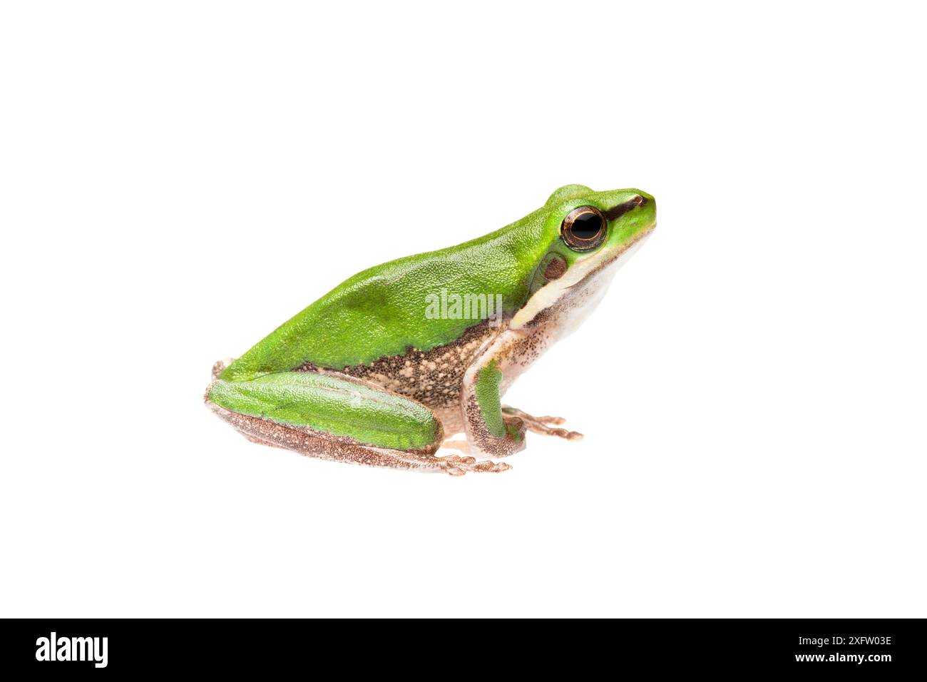 Eastern dwarf tree frog (Litoria fallax) Queensland, Australia ...