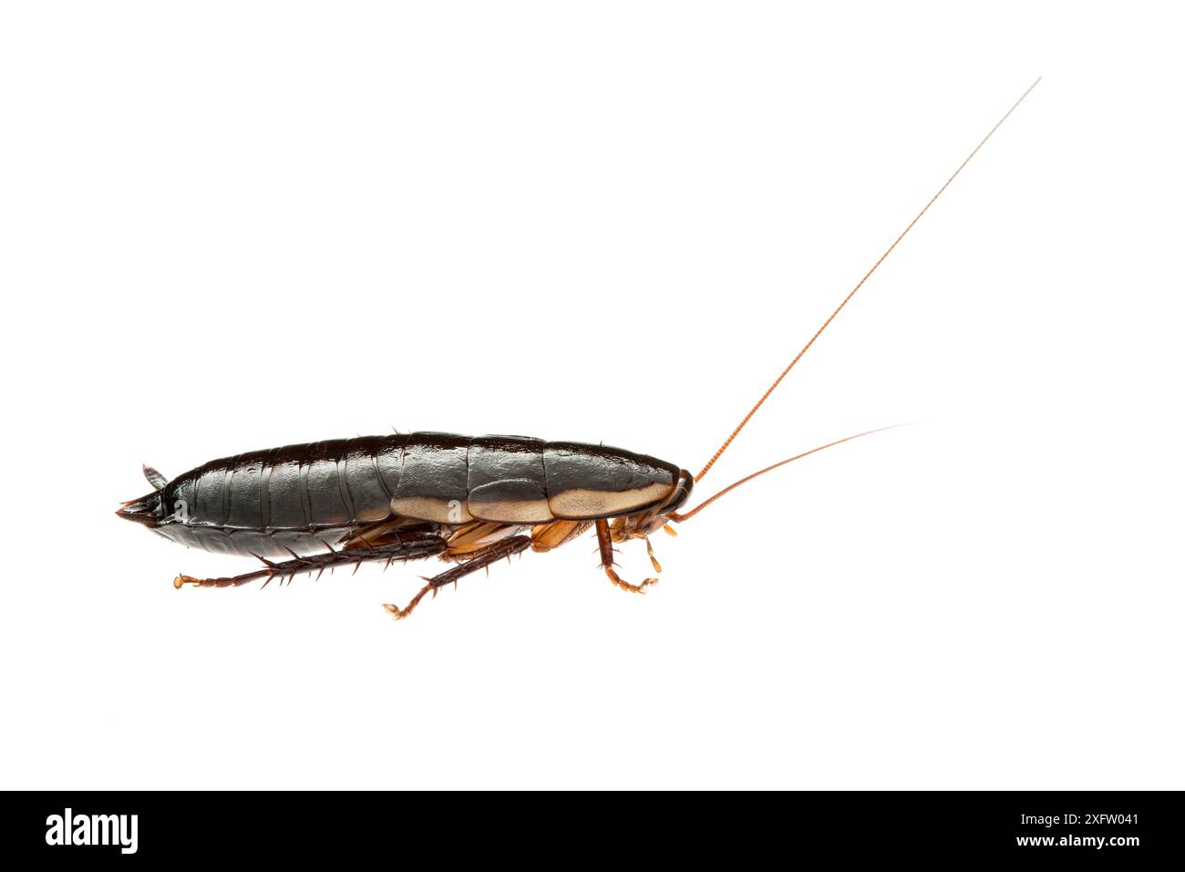 Western woodrunner cockroach (Drymaplaneta semivitta) William Bay ...