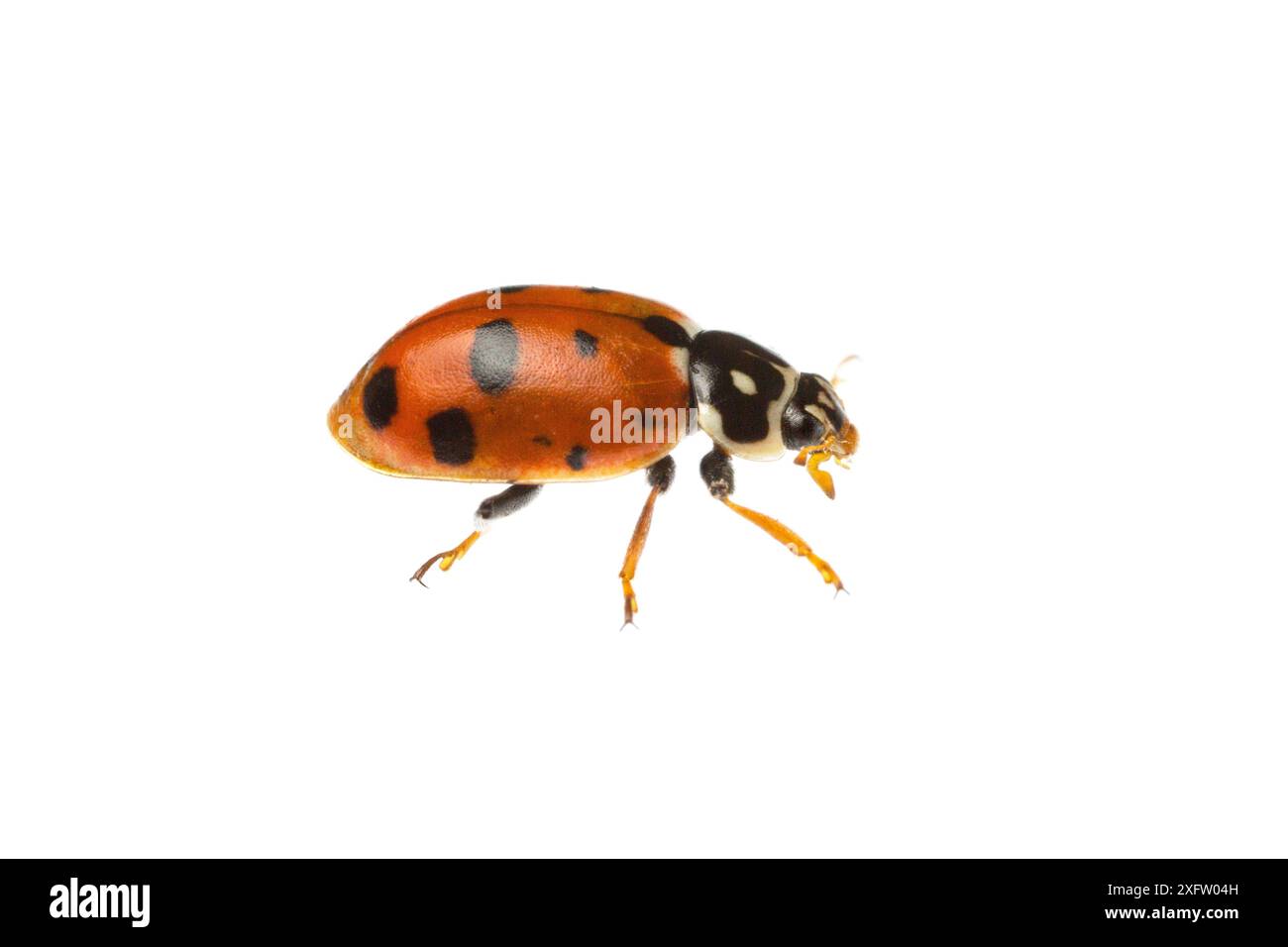 Adonis ladybird (Hippodamia variegata) Bogd Khan Mountain, Ulaanbaatar ...