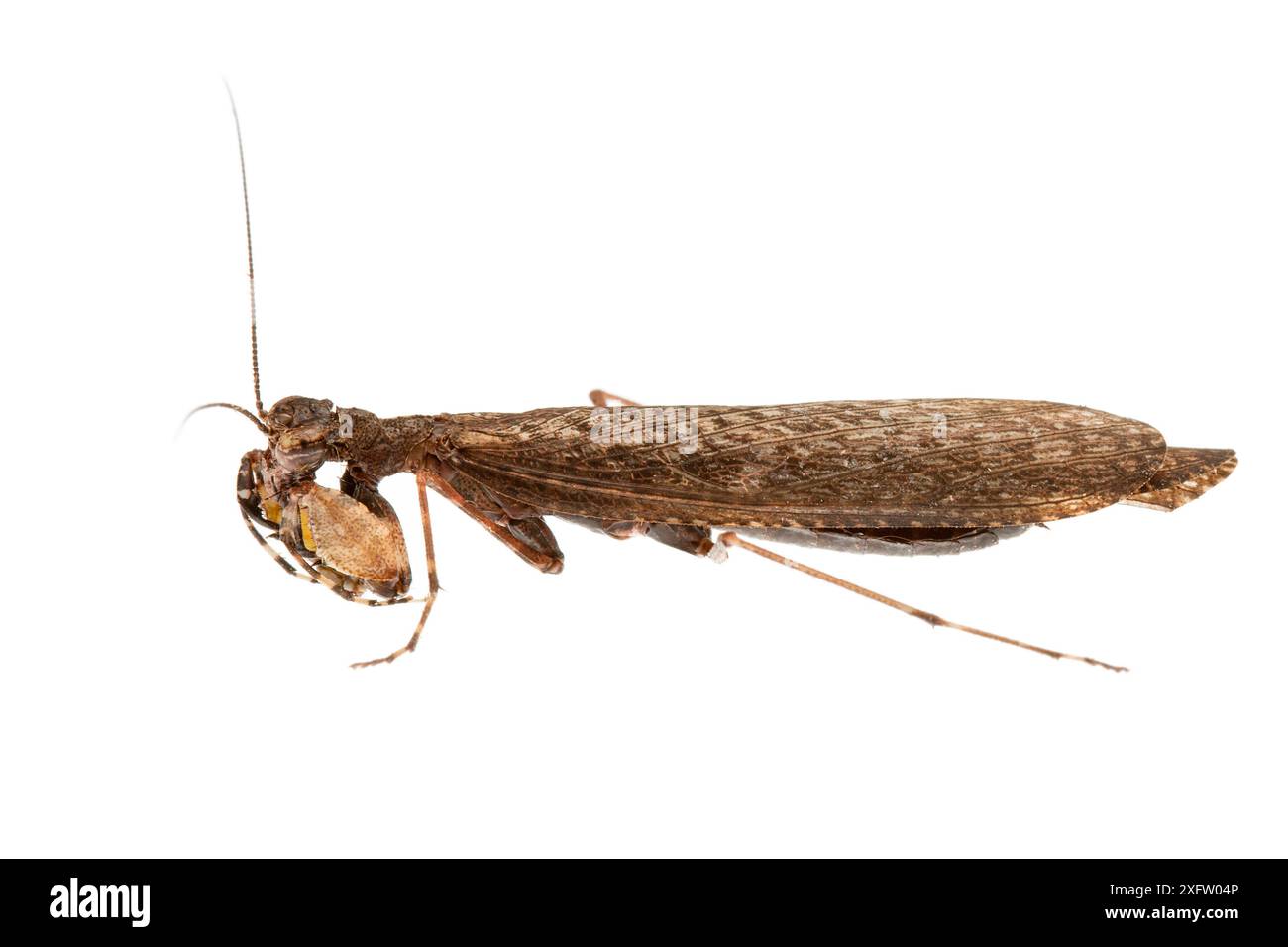 Boxer bark mantis (Paraoxypilus sp) William Bay National Park, Western ...