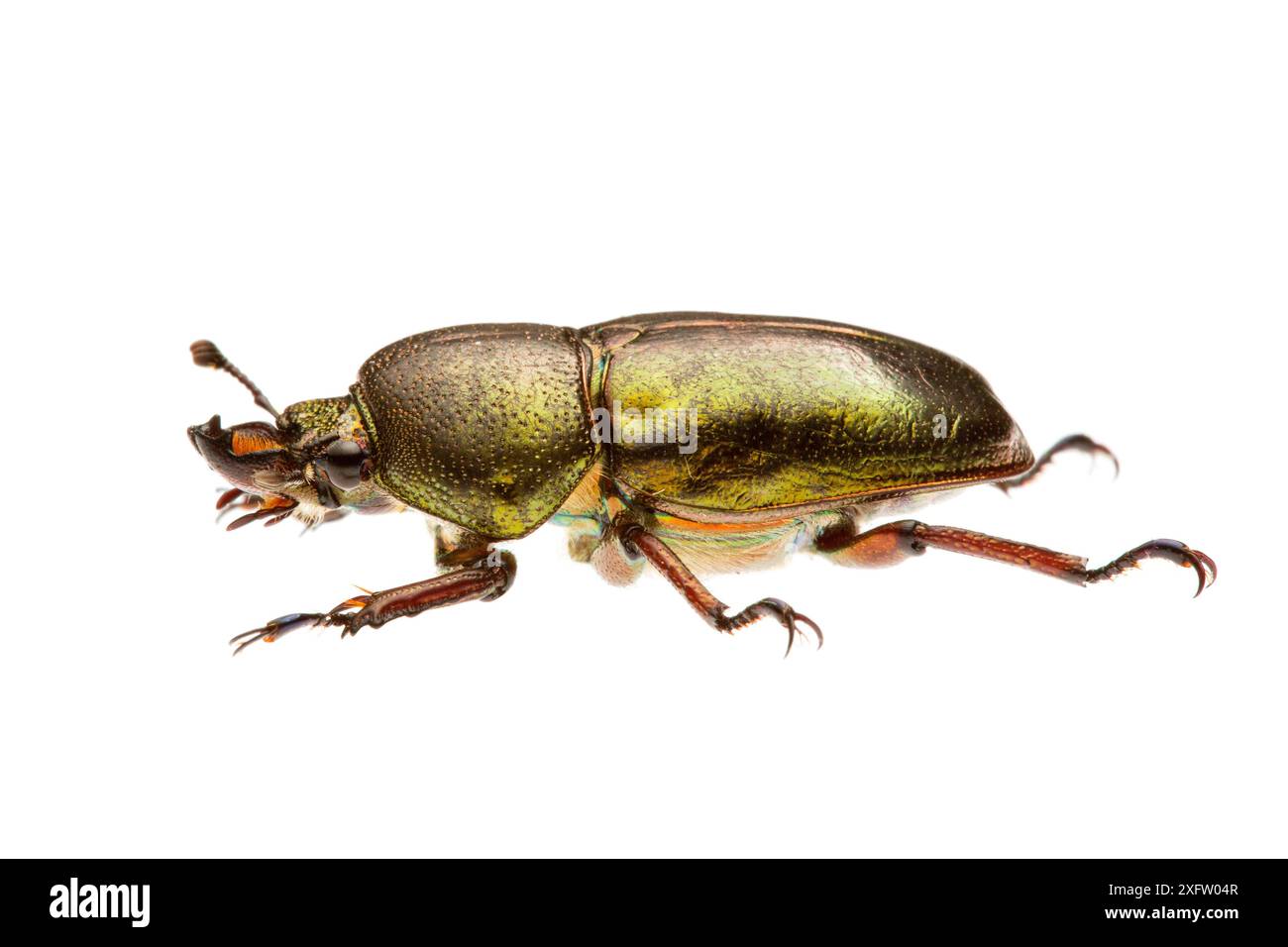 Golden stag beetle (Lamprima micardi) William Bay National Park ...