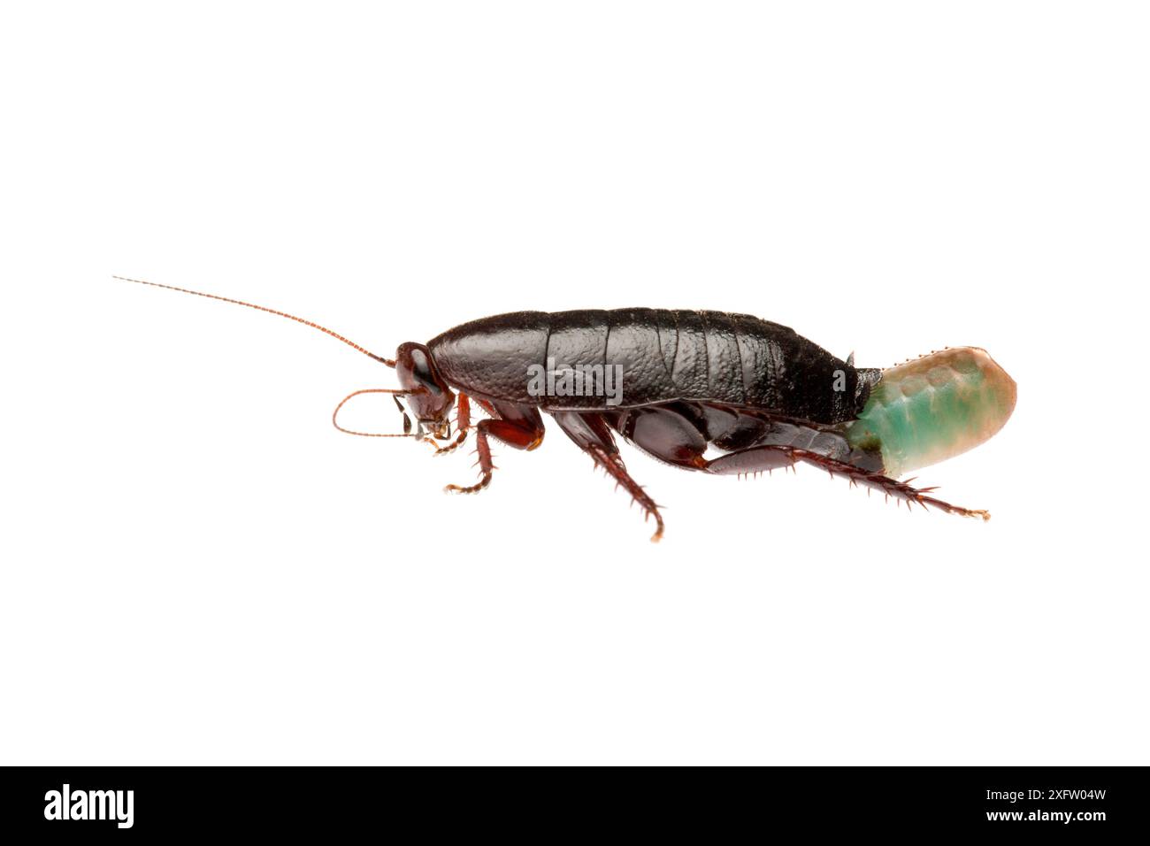 Woodland cockroach (Melanozosteria sp) laying eggs, Queensland ...